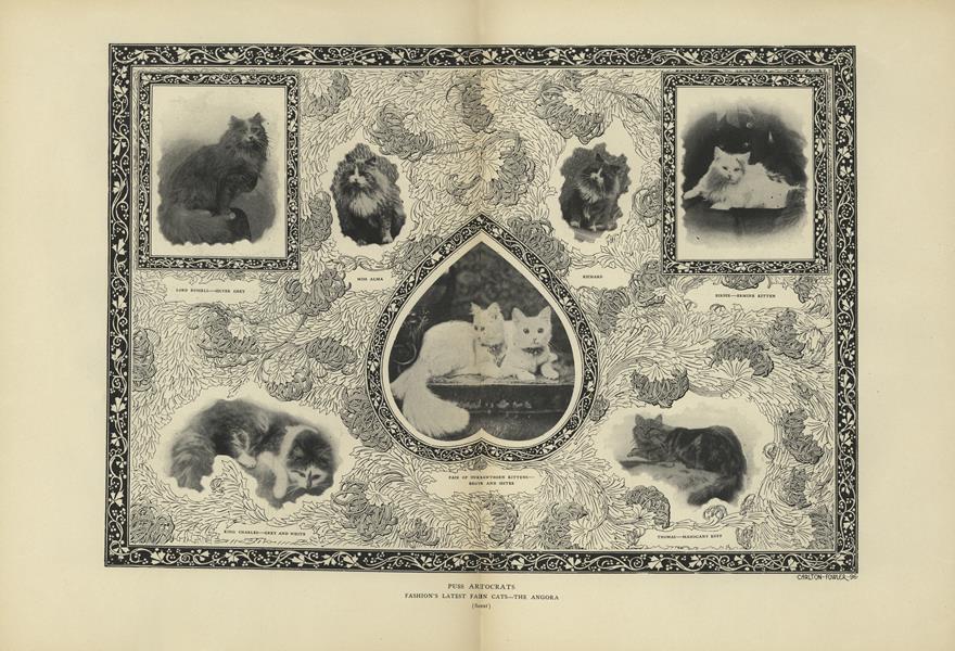 Puss Aristocrats: Fashion's Latest Fad in Cats—The Angora | Vogue ...